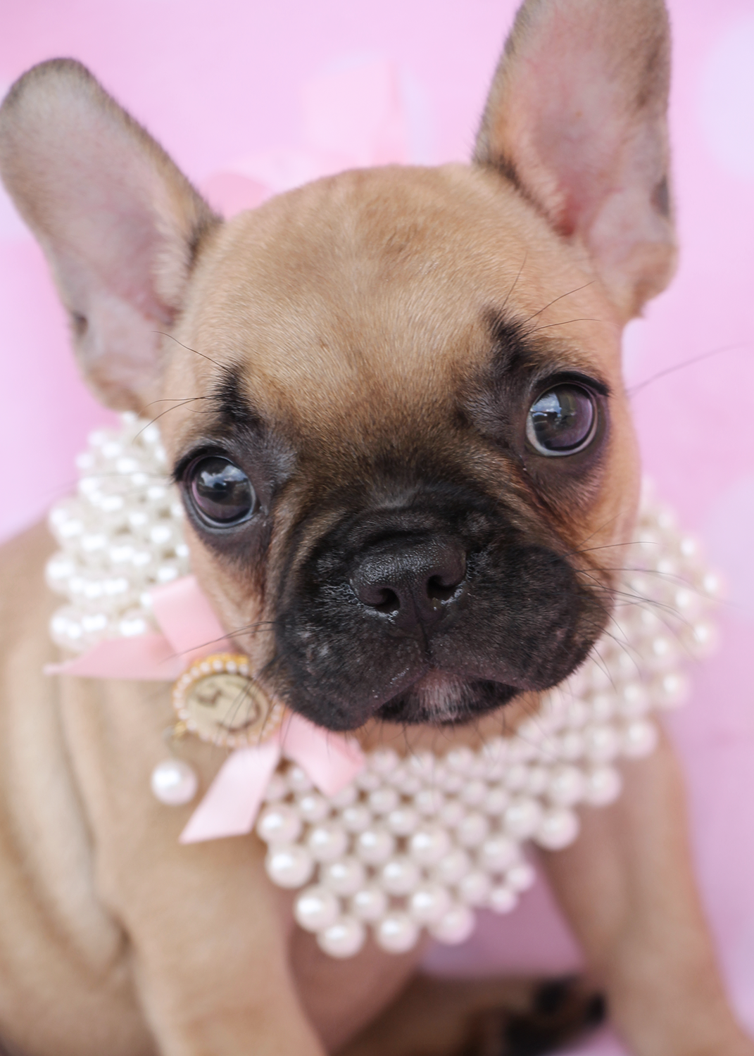French Bulldog Frenchie Puppies at TeaCups | Teacups, Puppies & Boutique