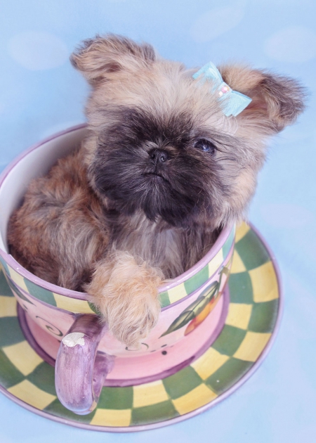 Brussels Griffon Puppies | Teacup Puppies & Boutique