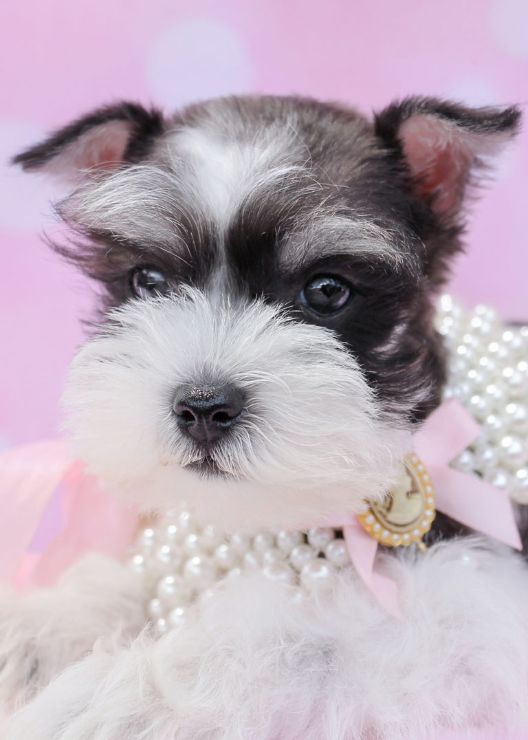 Miniature Schnauzer Puppies | Teacup Puppies & Boutique