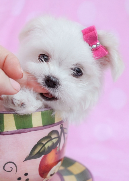 Maltese Puppies | Teacup Puppies & Boutique