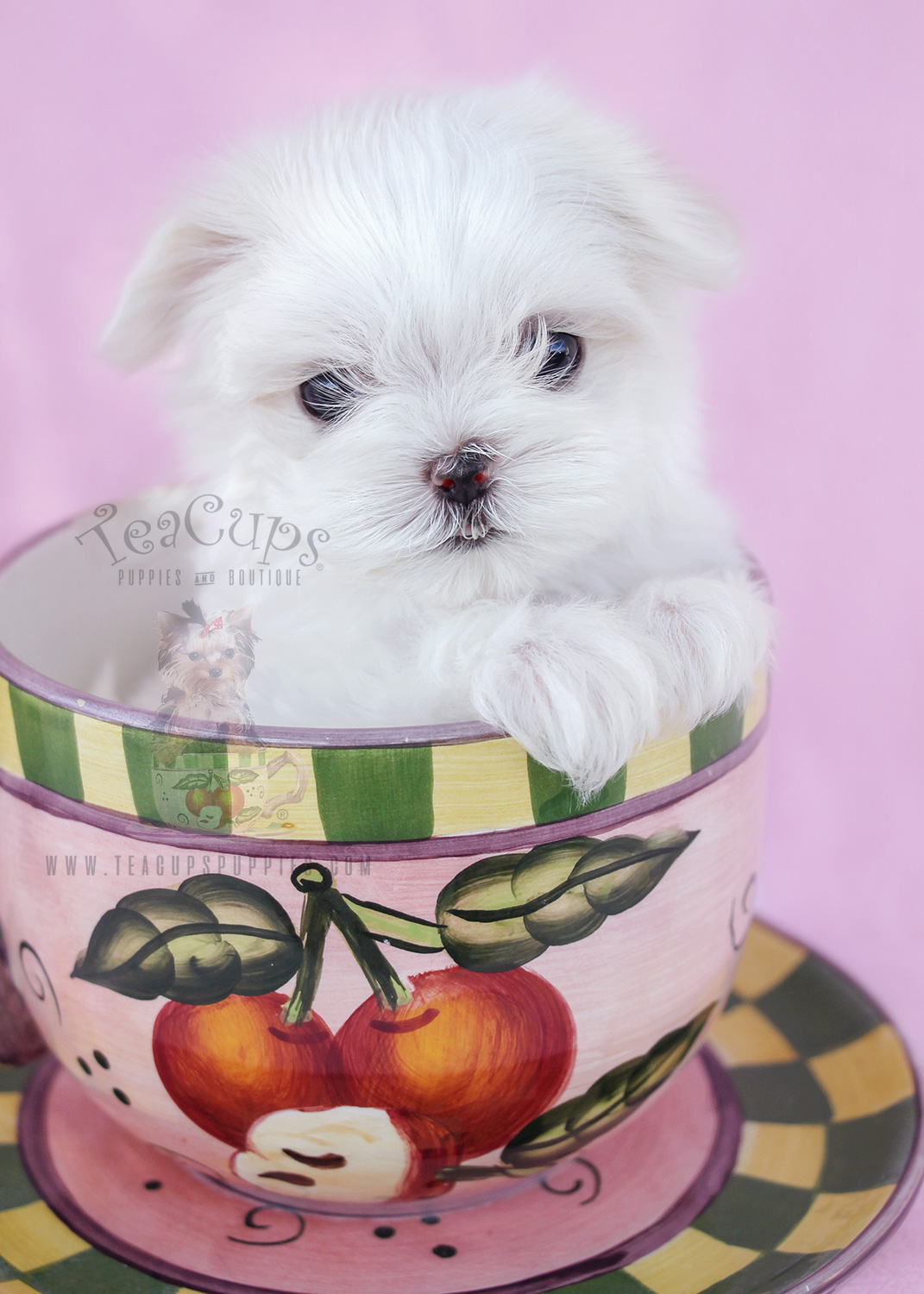 Tiny Teacup Maltese Puppy #038 | Teacup Puppies & Boutique