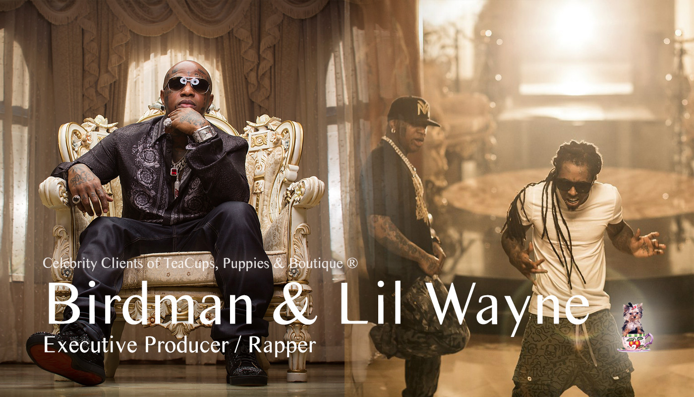 birdman-cash-money-records-lil-wayne-teacups-puppies-celebrity-clients ...