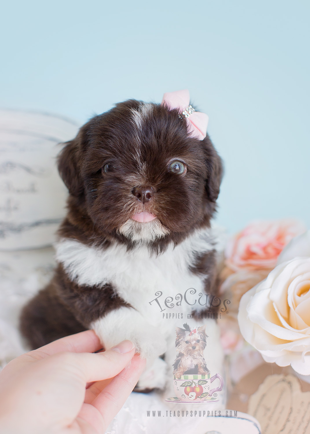 Chocolate Shih Tzu Puppy #157 For Sale | Teacup Puppies & Boutique