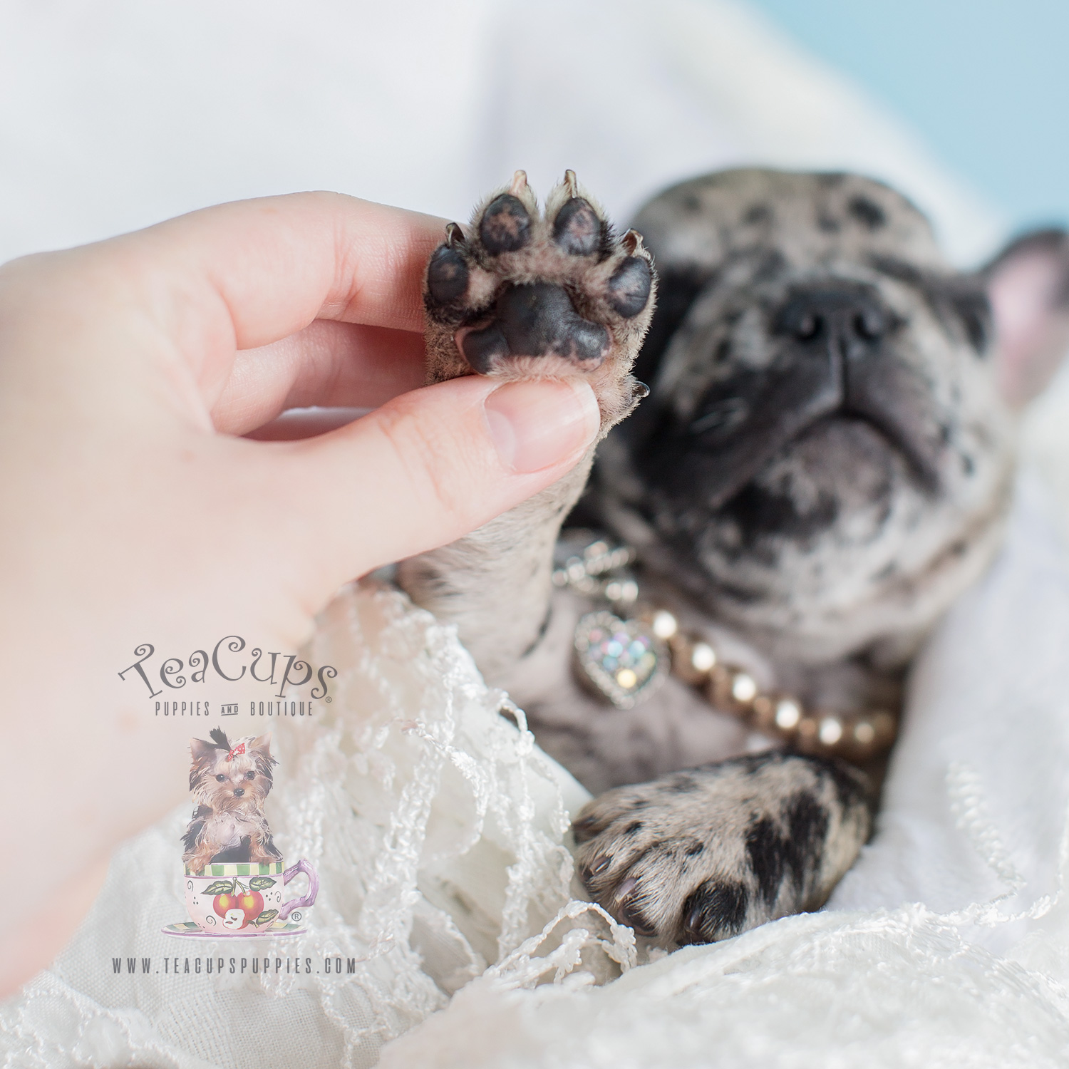 french-bulldog-cutest-puppy-paw-ever | Teacup Puppies & Boutique