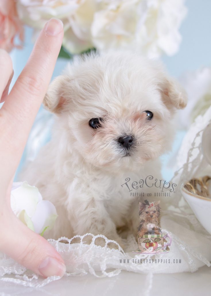 Micro Teacup Maltese Puppy #188 | Teacup Puppies & Boutique