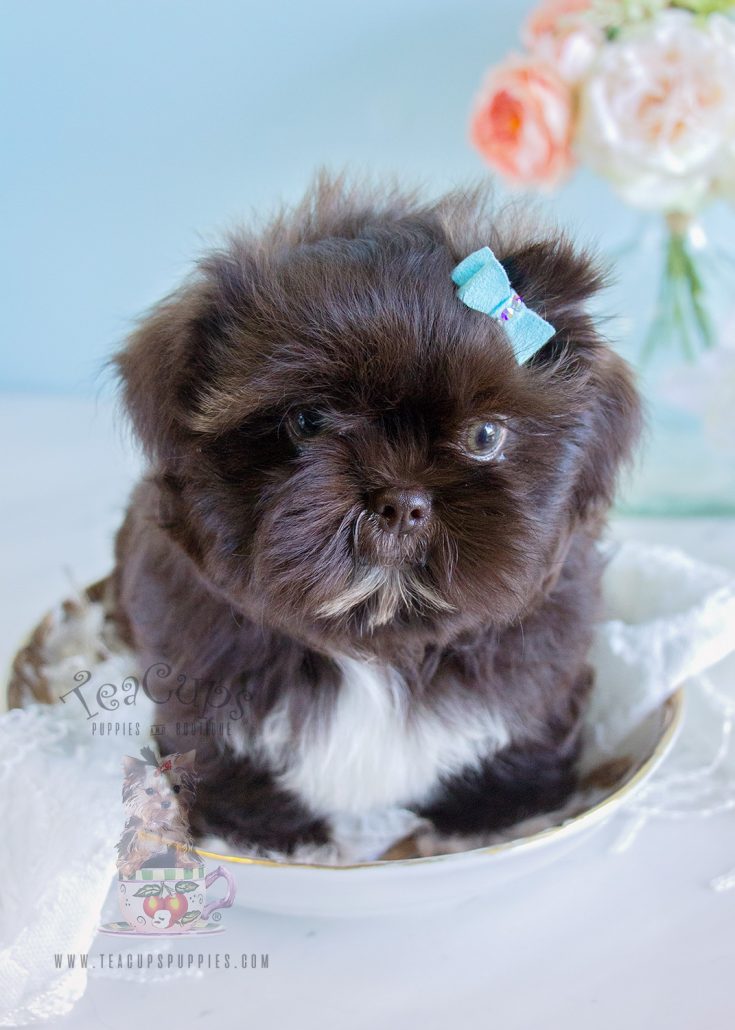 Chocolate Shih Tzu Puppy 217 For Sale Teacups Puppies | Teacup Puppies ...