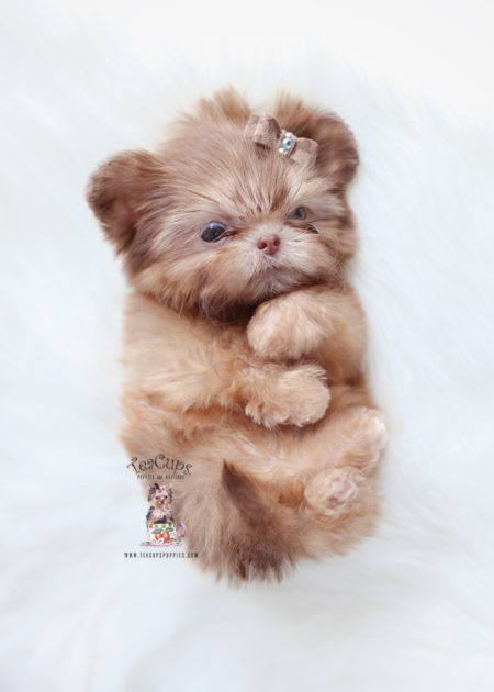 shih-tzu-tiny-puppy-368-a | Teacup Puppies & Boutique