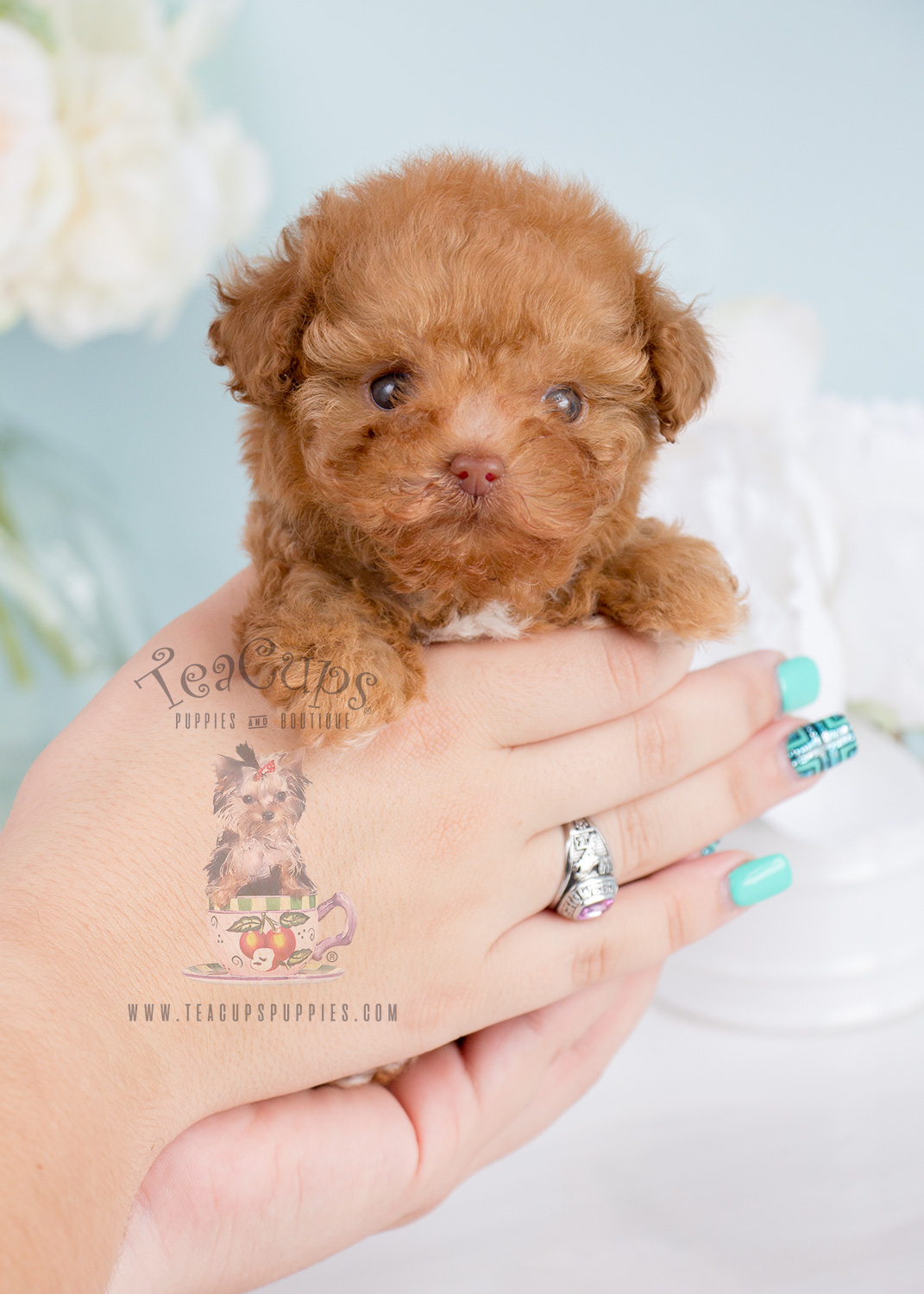 For Sale #243 Teacup Puppies Black Poodle Puppy | Teacups, Puppies & Boutique