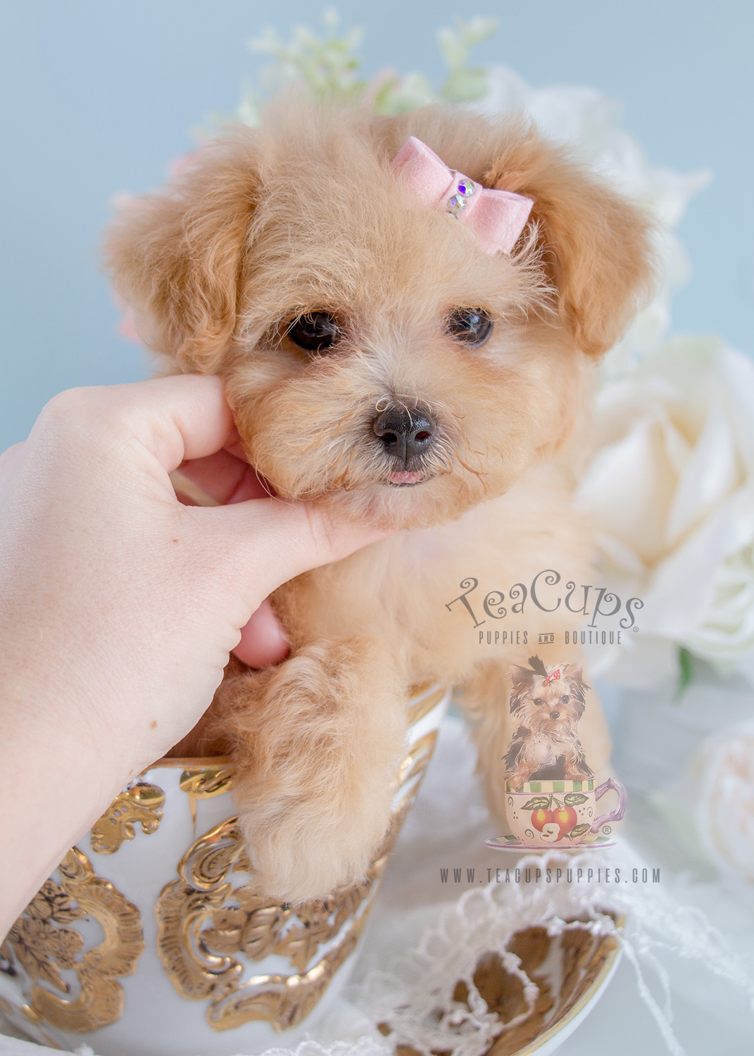 Toy Poodle Puppy For Sale #268 Teacup Puppies | Teacup Puppies & Boutique