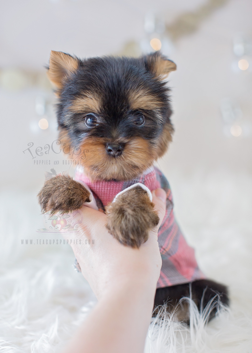 Tiny Yorkie Puppy For Sale Teacup Puppies #320 | Teacup Puppies & Boutique