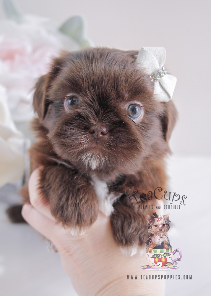 Chocolate Shih Tzu Puppy For Sale #088 South Florida | Teacup Puppies ...