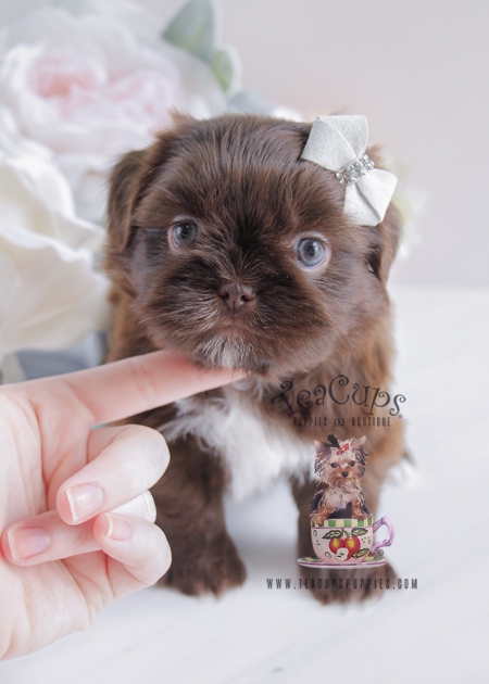 Puppy For Sale #088 South Florida Chocolate Shih Tzu | Teacup Puppies ...