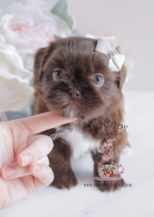 Puppy For Sale #088 South Florida Chocolate Shih Tzu | Teacup Puppies ...