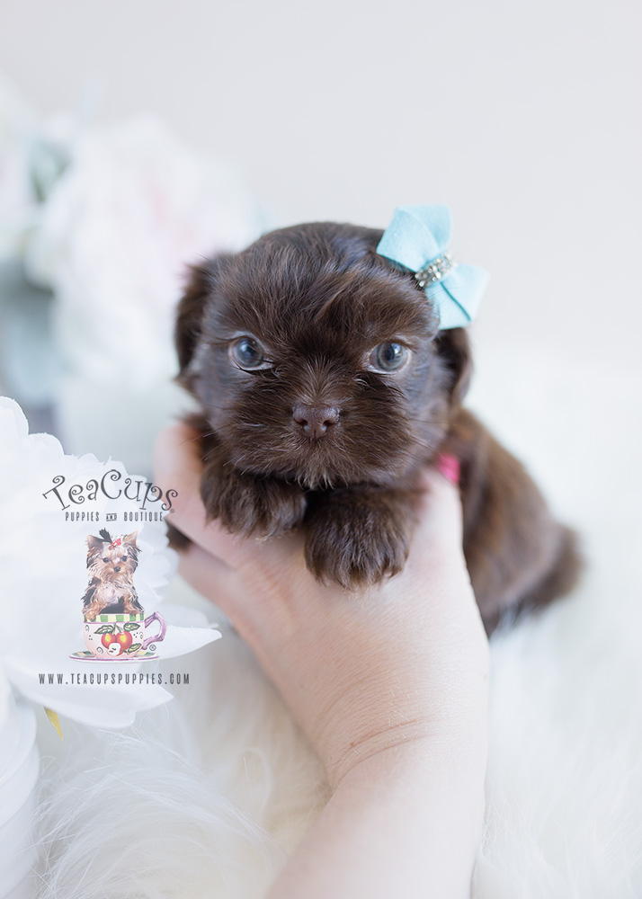 chocolate-shih-tzu-puppy-for-sale-112-a | Teacup Puppies & Boutique