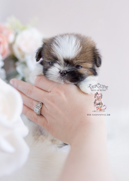 teacup-puppies-shinese-puppy-for-sale-138-g | Teacup Puppies & Boutique