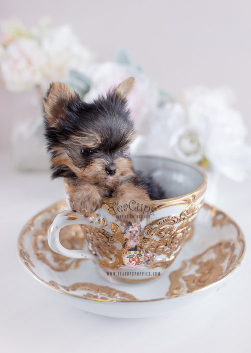 micro-teacup-yorkie-puppies-for-sale | Teacup Puppies & Boutique