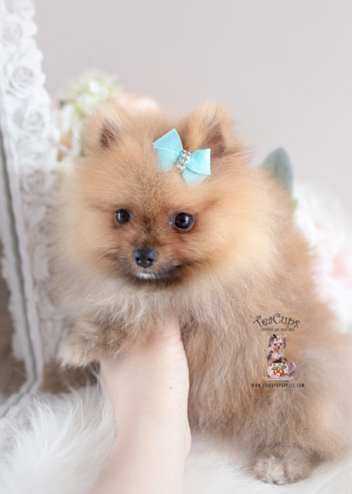 Orange Sable Pomeranian Puppy for sale Teacup Puppies #186 | Teacup ...