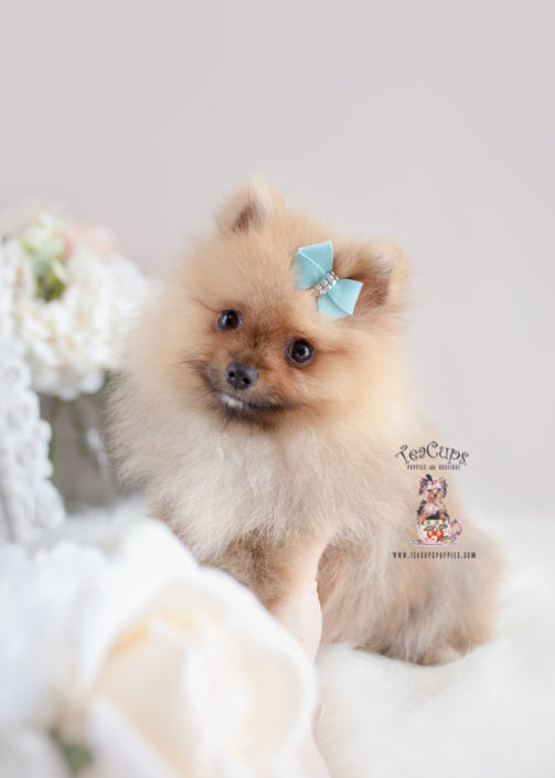 Tiny Teacup Pomeranian Puppies | Teacups, Puppies & Boutique