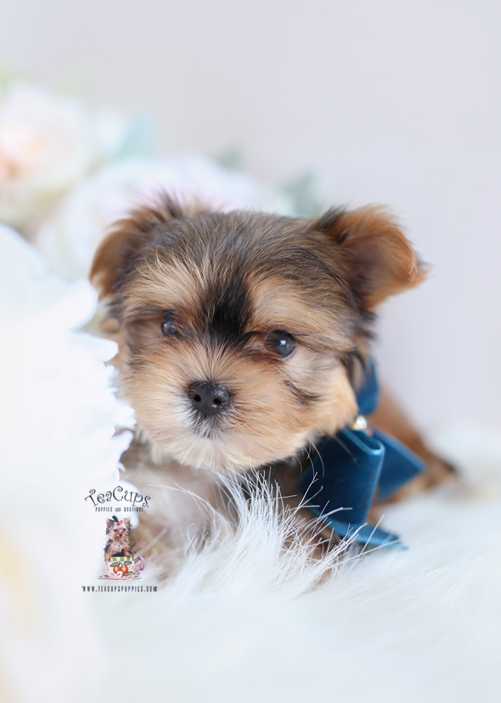 morkie-puppy-for-sale-teacup-puppies-363-b | Teacup Puppies & Boutique