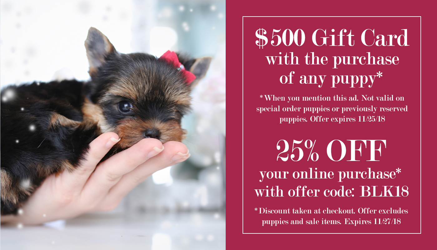 black-friday-web-banner | Teacup Puppies & Boutique
