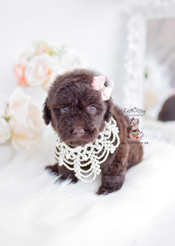 chocolate-poodle-puppy-for-sale-teacup-puppies-133 | Teacup Puppies ...