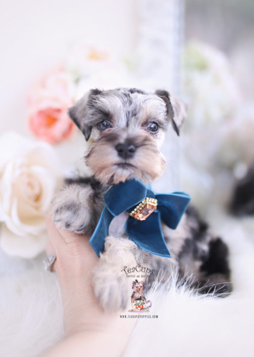 Miniature Mini Schnauzer Puppies For Sale by TeaCups, Puppies ...