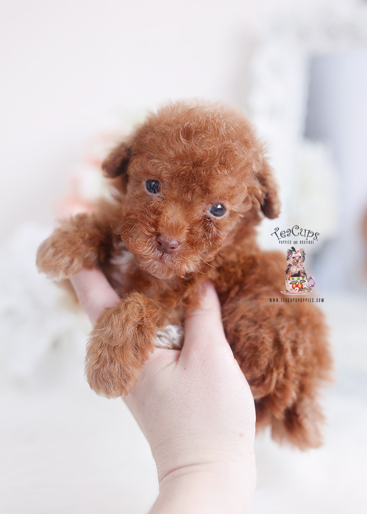red-poodle-puppy-for-sale-teacups-001 | Teacup Puppies & Boutique