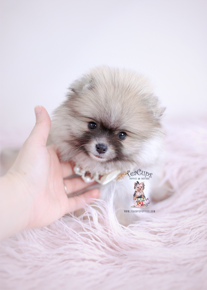 wolf-sable-pomernaian-puppy-for-sale-teacup-puppies-266-b | Teacup ...
