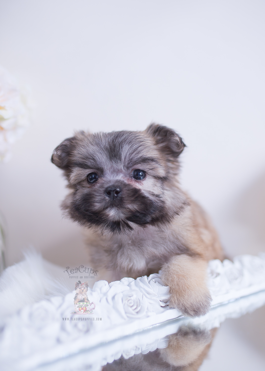 Adorable Maltese in South Florida | Teacups, Puppies & Boutique