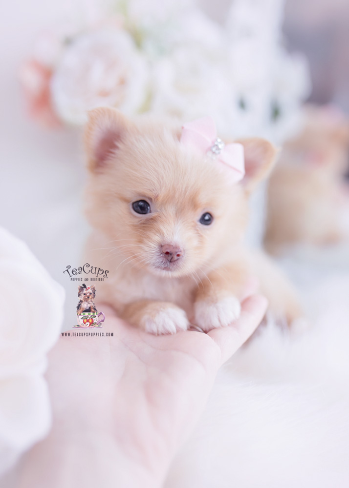 French Bulldog Frenchie Puppies at TeaCups | Teacups, Puppies & Boutique
