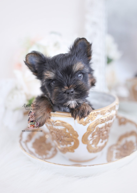 Blue Gold Yorkie Puppies For Sale | Teacup Puppies & Boutique