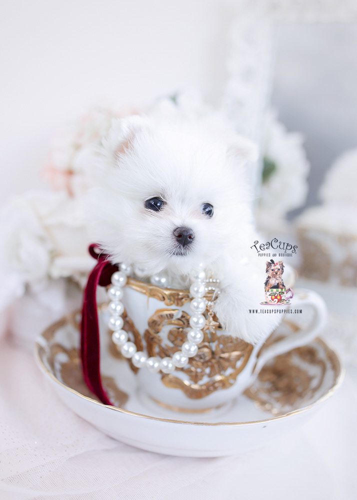 Micro Teacup Poodles | Teacup Puppies & Boutique