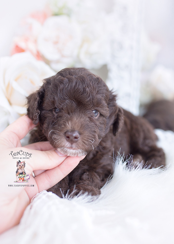 chocolate-poodle-puppy-for-sale-teacup-puppies-228-c | Teacup Puppies ...