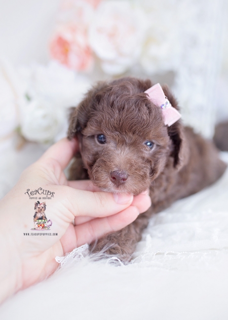chocolate-toy-poodle-puppy-for-sale-teacup-puppies-226-aa | Teacup ...