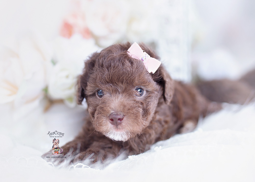 Chocolate Poodle Teacups | Teacup Puppies & Boutique