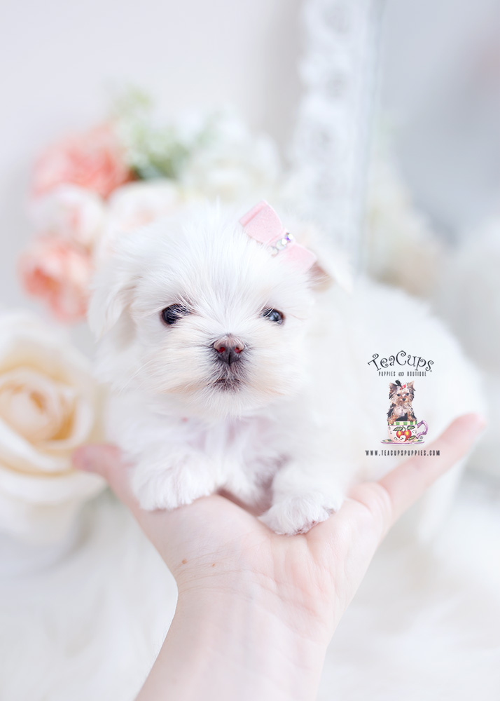 Tiny Maltese by TeaCup Puppies | Teacup Puppies & Boutique