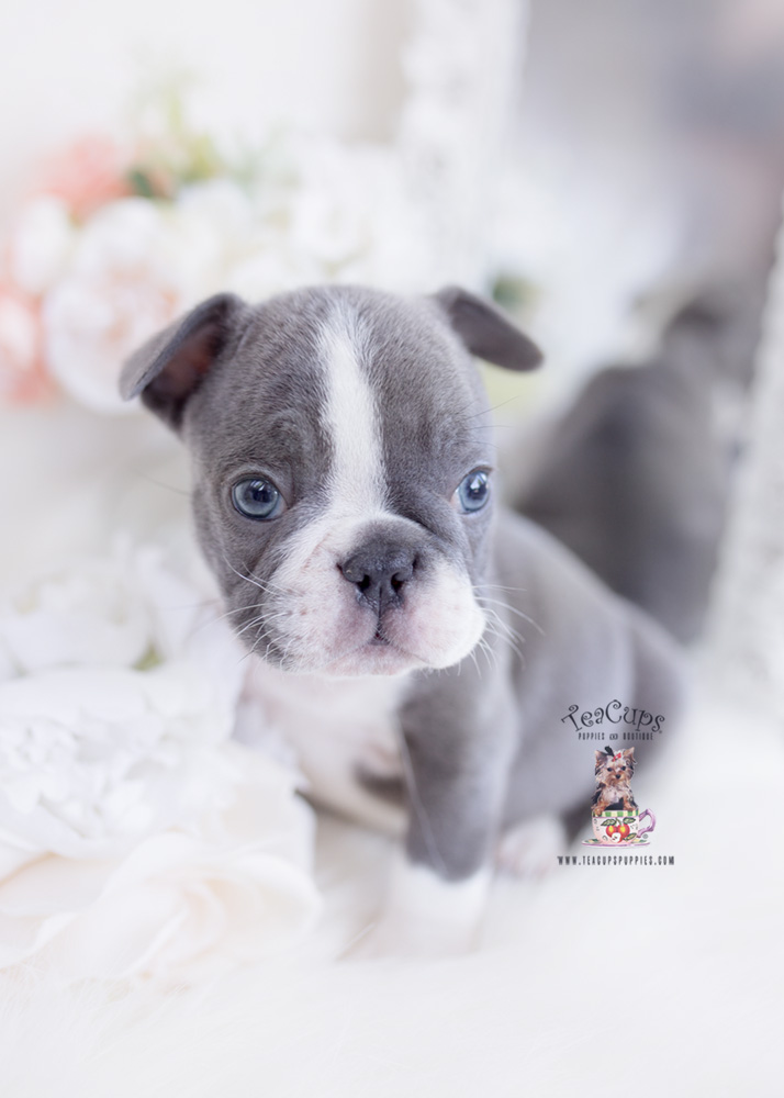 blue-pied-frenchie-172 | Teacup Puppies & Boutique