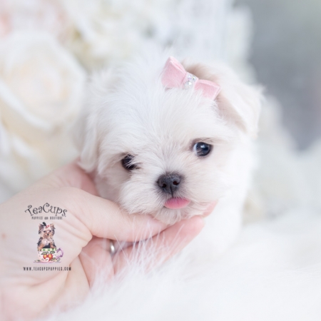 French Bulldogs | Teacup Puppies & Boutique