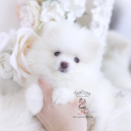 Tiny White Pomeranians | Teacup Puppies & Boutique