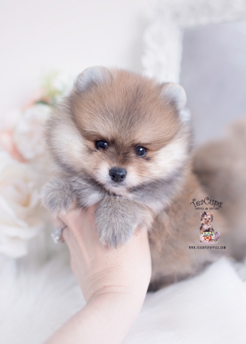 wolf-sable-pomeranian-puppy-for-sale-269-a | Teacup Puppies & Boutique
