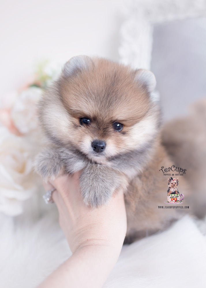 Wolf Sable Pomeranian Breeder | Teacup Puppies & Boutique