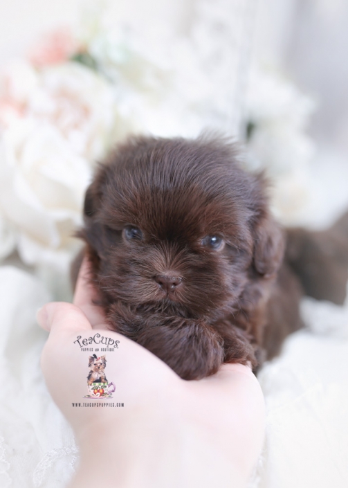 chocolate-shih-tzu-puppy-teacup-puppies-307-a | Teacup Puppies & Boutique