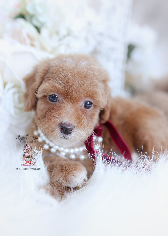South Florida Chihuahuas Teacup Puppies And Boutique