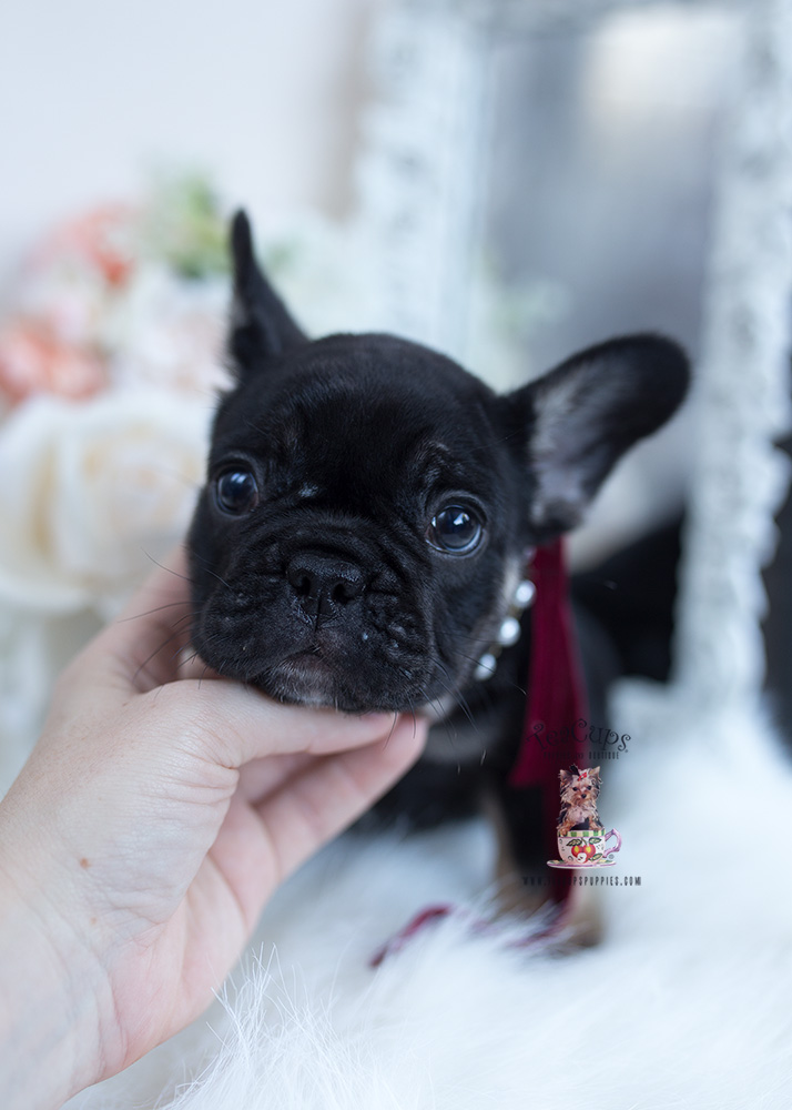 Pomeranian Puppy #422 | Teacup Puppies & Boutique