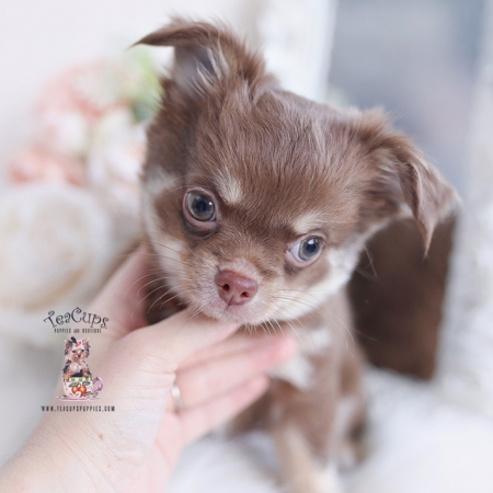 Merle Chihuahua Puppy For Sale | Teacup Puppies & Boutique