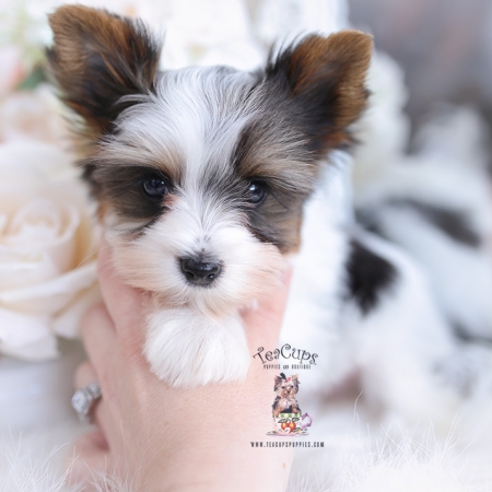 Biewer Terrier Puppies For Sale by TeaCups, Puppies & Boutique | Teacup ...