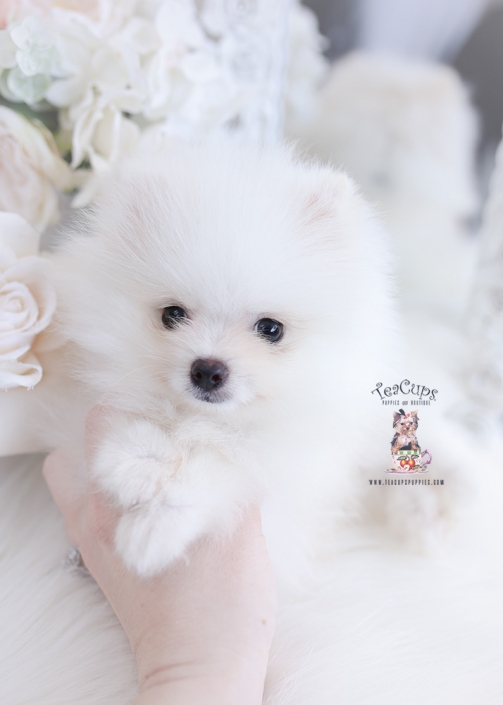 Tiny Teacup Pomeranian Puppies | Teacup Puppies & Boutique