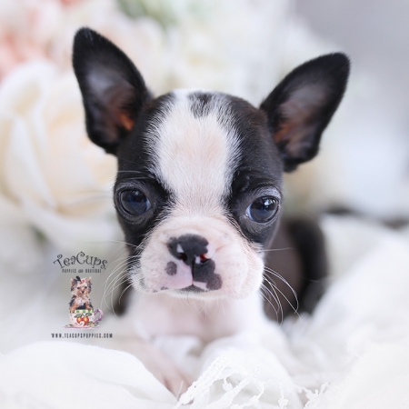 Maltese Puppy #126 | Teacup Puppies & Boutique