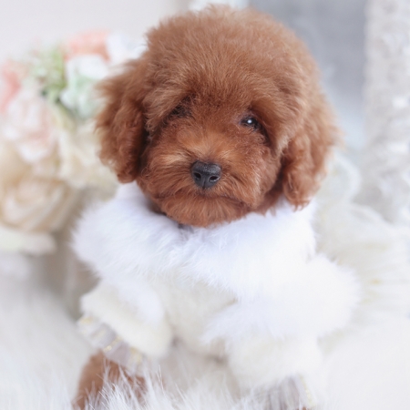 Maltese Shih Tzu Malshi Puppies | Teacup Puppies & Boutique