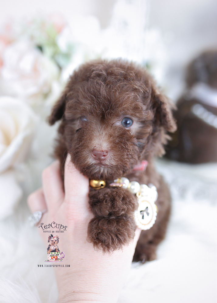 chocolate-poodle-puppy-332-aa | Teacup Puppies & Boutique